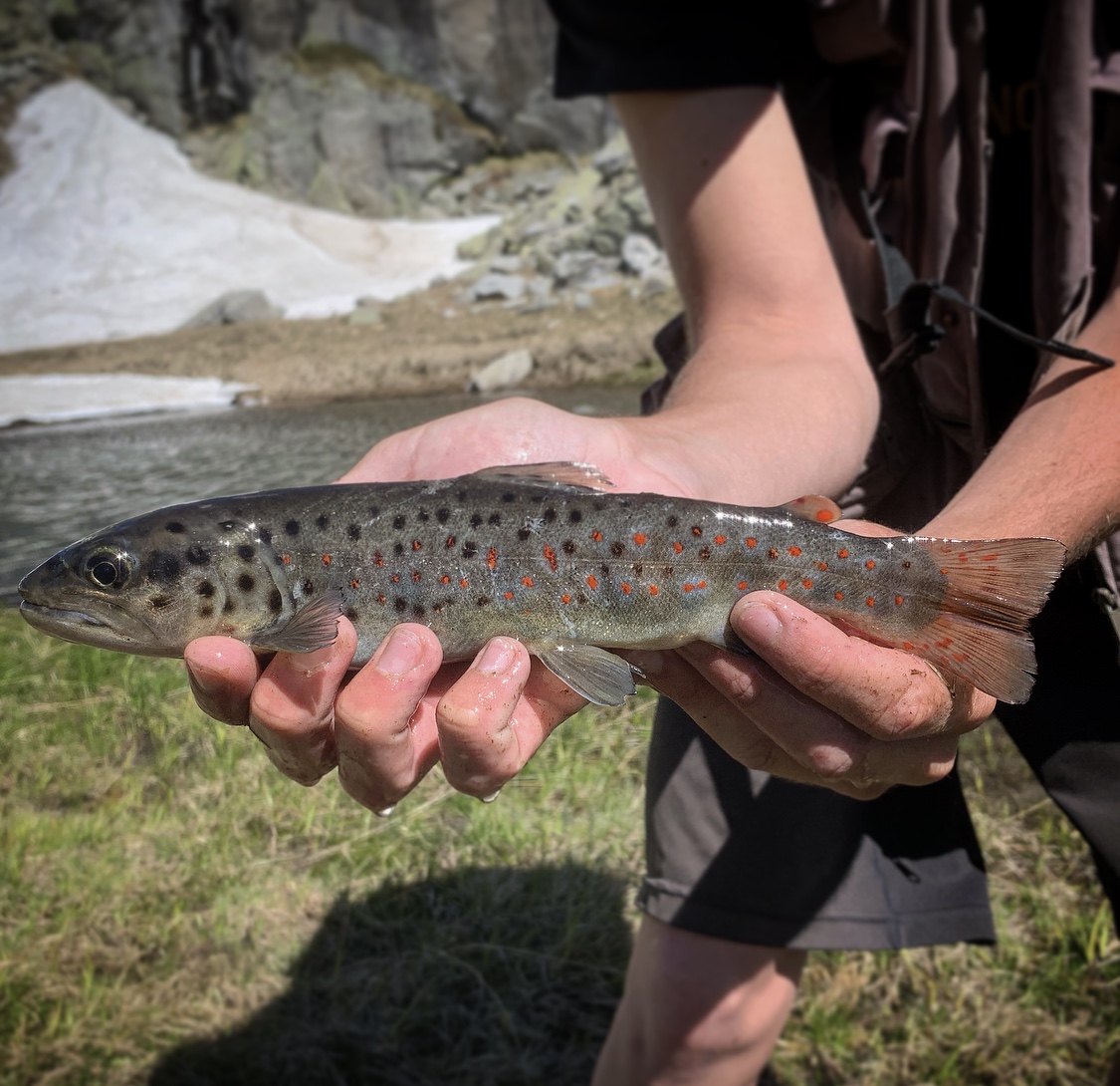 Le trote fario nei riali d'alta quota